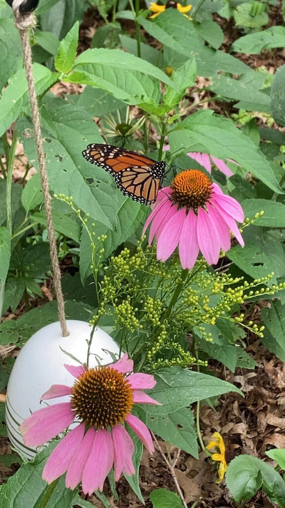 The Weed Lady of Pittsburgh, PA - Native Plant Lover and