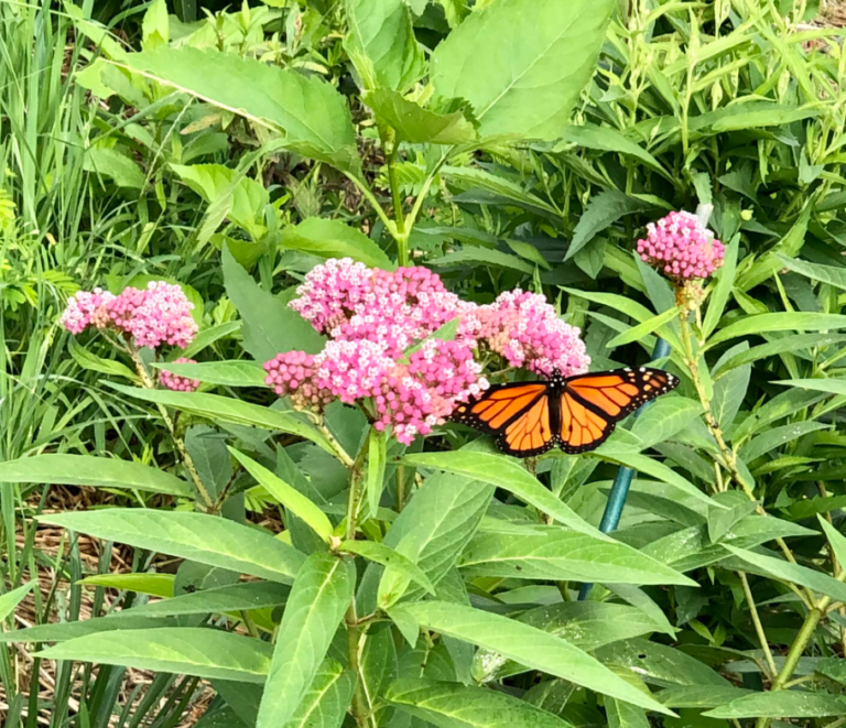 Common Western Pennsylvania Native Plants - Wild Ones Western Pennsylvania