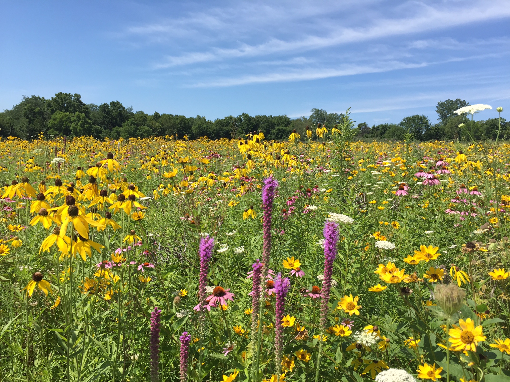 Natural Landscaping with Native Plants - Wild Ones Western Pennsylvania