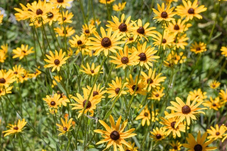 Common Western Pennsylvania Native Plants - Wild Ones Western Pennsylvania