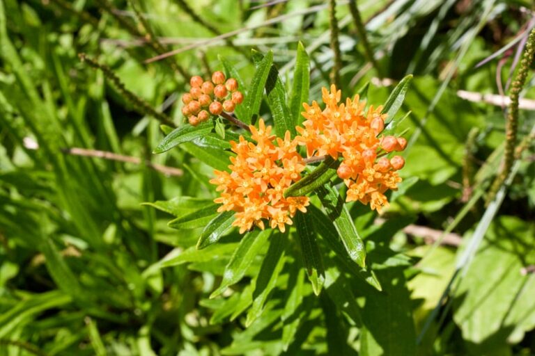 Common Western Pennsylvania Native Plants - Wild Ones Western Pennsylvania