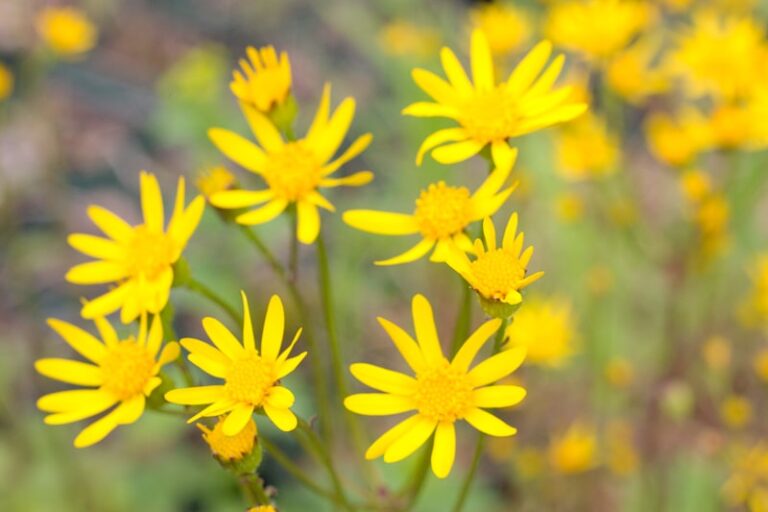 Common Western Pennsylvania Native Plants - Wild Ones Western Pennsylvania