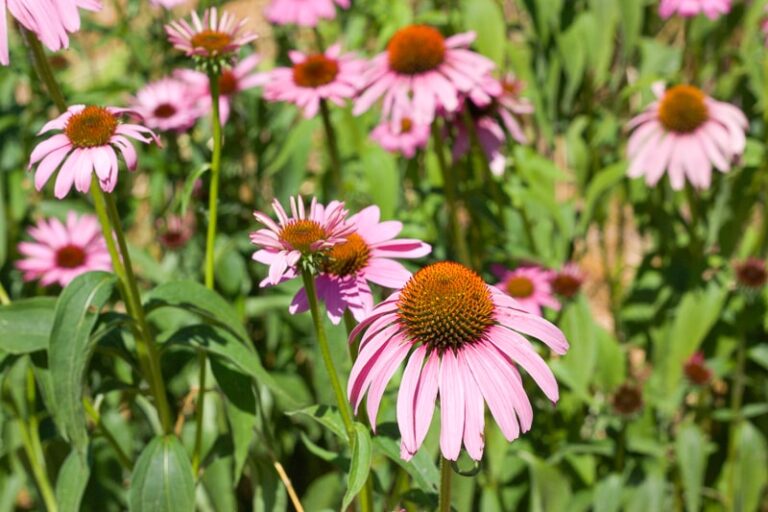 Common Western Pennsylvania Native Plants - Wild Ones Western Pennsylvania