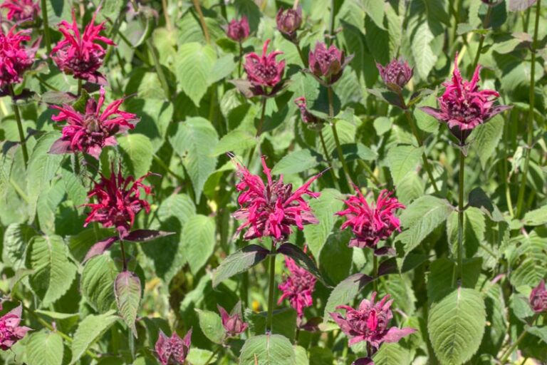 Common Western Pennsylvania Native Plants - Wild Ones Western Pennsylvania