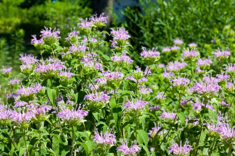 Common Western Pennsylvania Native Plants - Wild Ones Western Pennsylvania