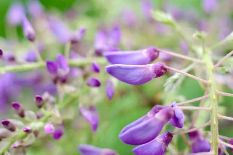 Common Western Pennsylvania Native Plants - Wild Ones Western Pennsylvania