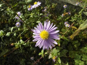 18 Spectacular Asters (Symphyotrichum spp.) to Grow in your Allegheny ...