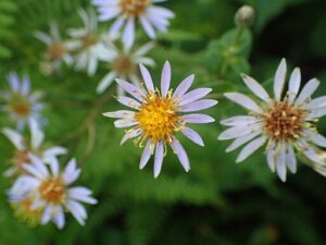 18 Spectacular Asters (Symphyotrichum spp.) to Grow in your Allegheny ...