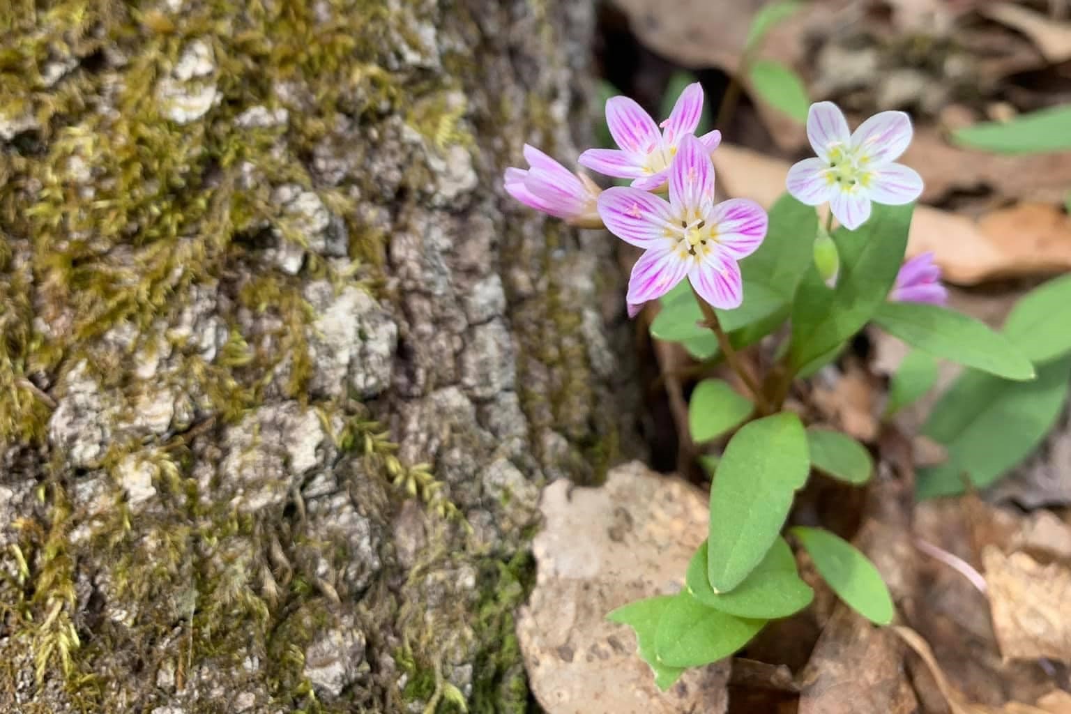 Spring Flower Walk at Raccoon Creek State Park - Wild Ones Western ...