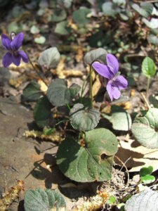 21 Magical Native Violets You Can Grow in Western Pennsylvania - Wild ...